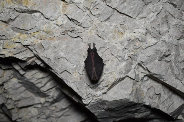 Who is Camazotz? The Story of the Bat God from Maya Mythology ...