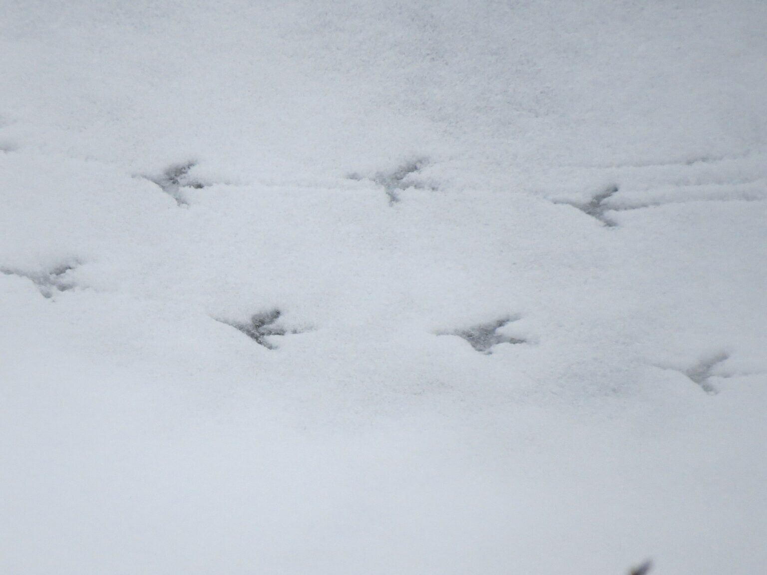 What is the Mahaha? The Story of the Inuit Mythology Demon | Mythology ...