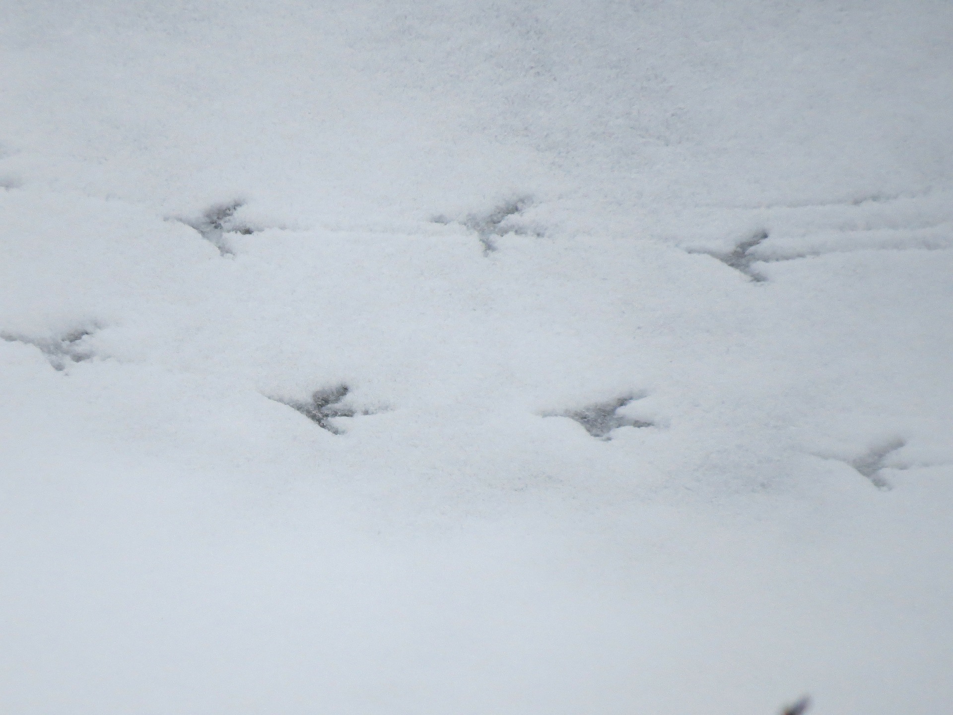 What is the Mahaha? The Story of the Inuit Mythology Demon | Mythology ...